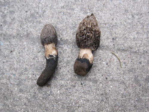Subspecies Morchella conica acuminata · iNaturalist