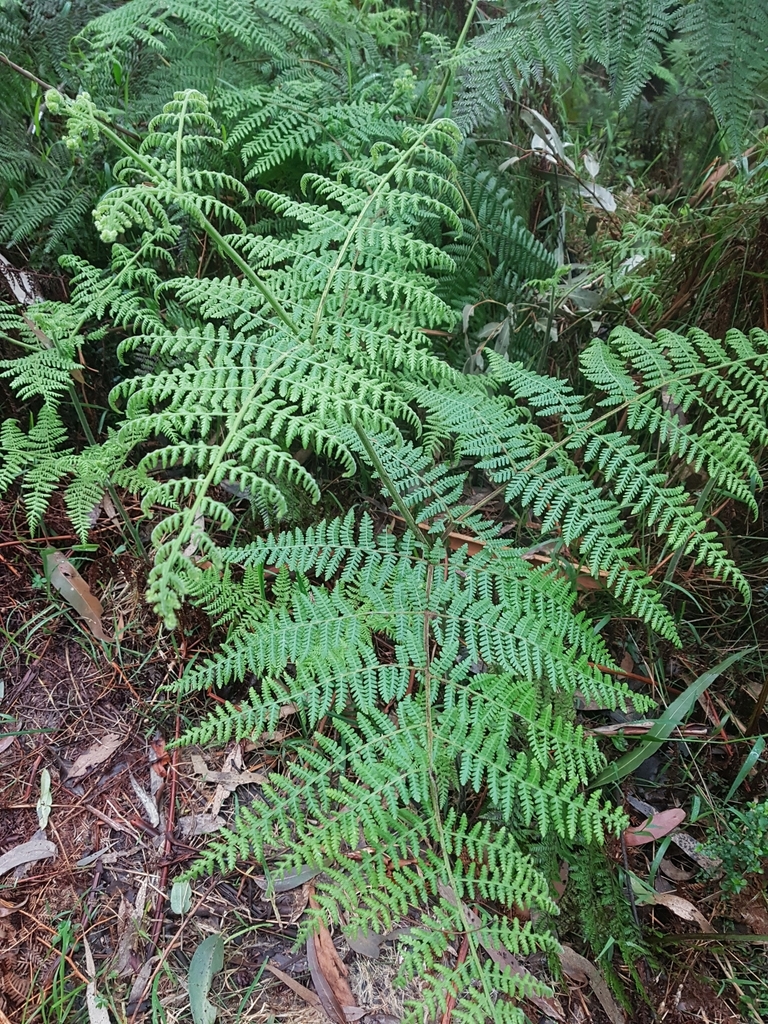 Downy Ground-fern from Sassafras VIC 3787, Australia on September 5 ...