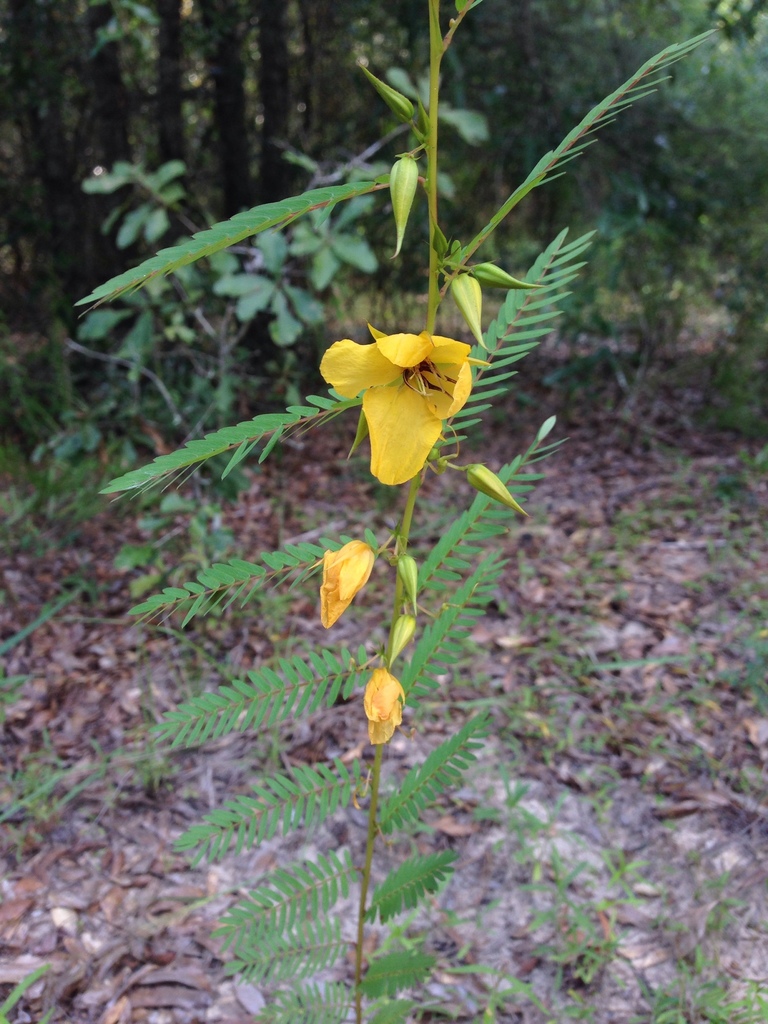 partridge pea (Nash Prairie Plants List) · iNaturalist