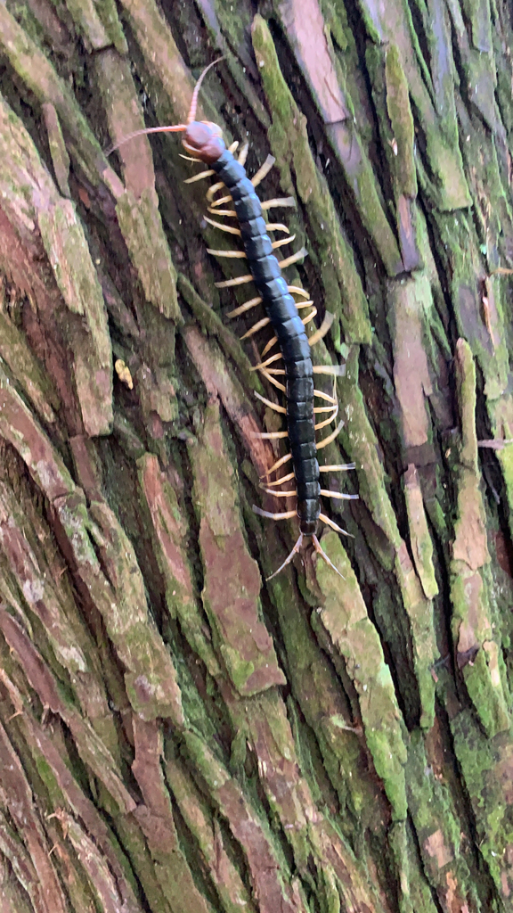 Chinese Red-headed Centipede from Zushi-Shi on September 4, 2020 at 06: ...