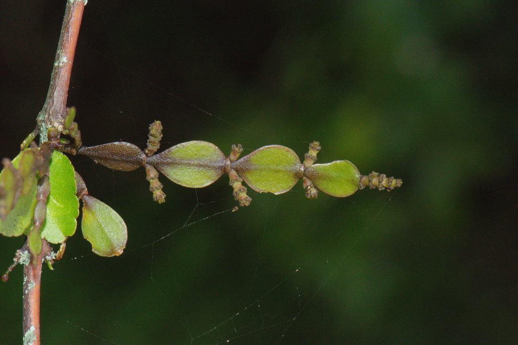 Dwarf mistletoe from Kiripiti Reserve, Hautere, New Zealand on ...