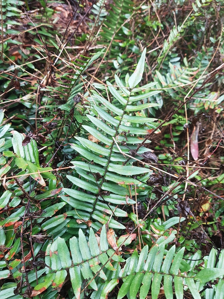 Sickle Fern from Sassafras VIC 3787, Australia on September 5, 2020 at ...