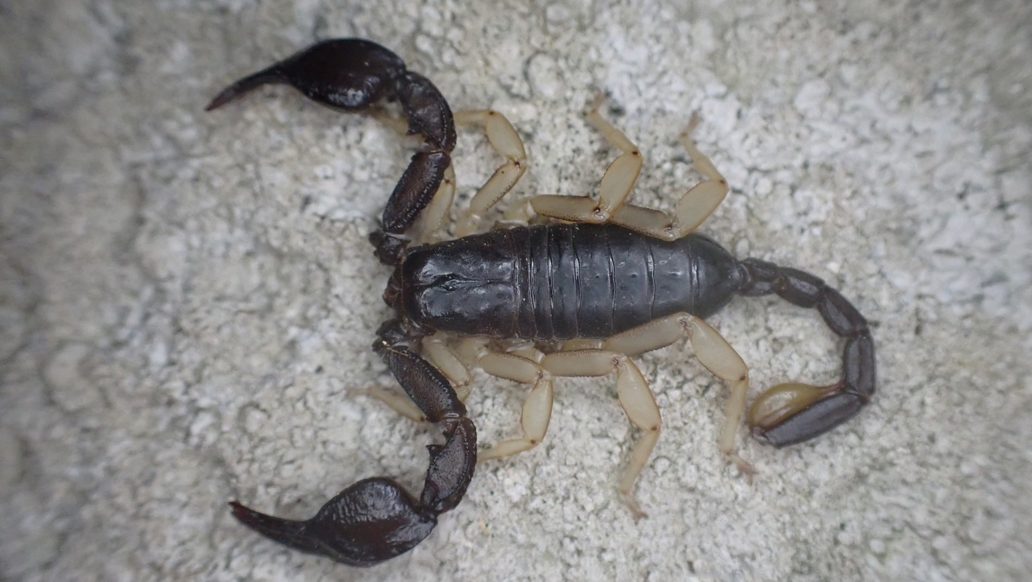 Yellow Tailed Scorpion 17+ Yellow Tailed Scorpion Photos And Videos
