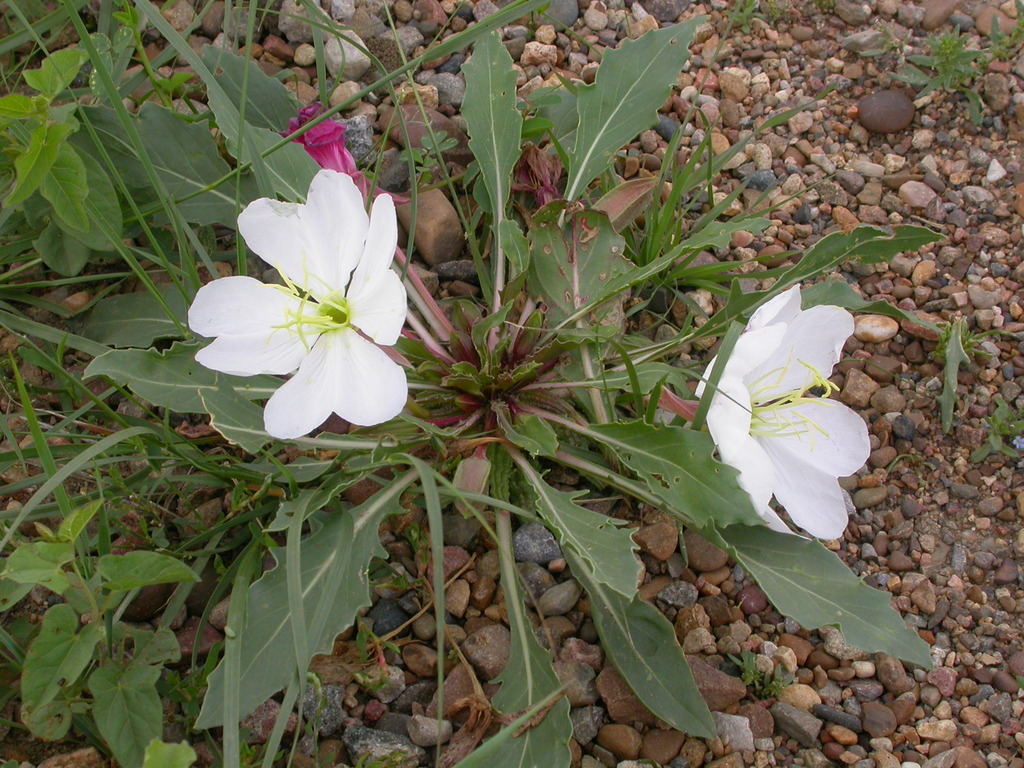 Fragrant Evening Primrose (Native Plants of Theodore Roosevelt National ...