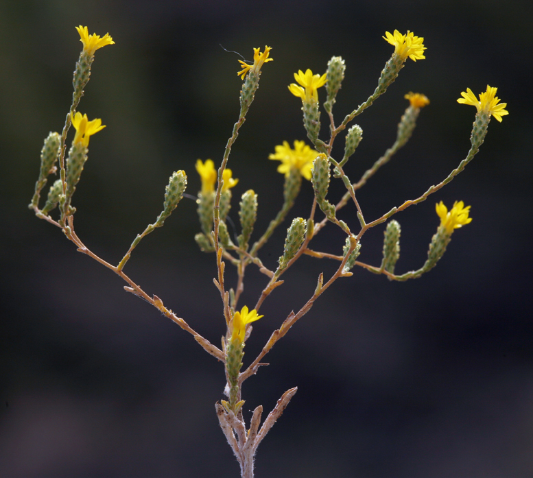 valley lessingia (Lessingia glandulifera glandulifera) - Botanical Realm