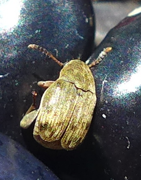 Acanthoscelides obtectus (Say, 1831)