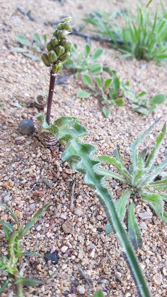 Hairy Viooltjie from Kamiesberg Local Municipality, South Africa on ...