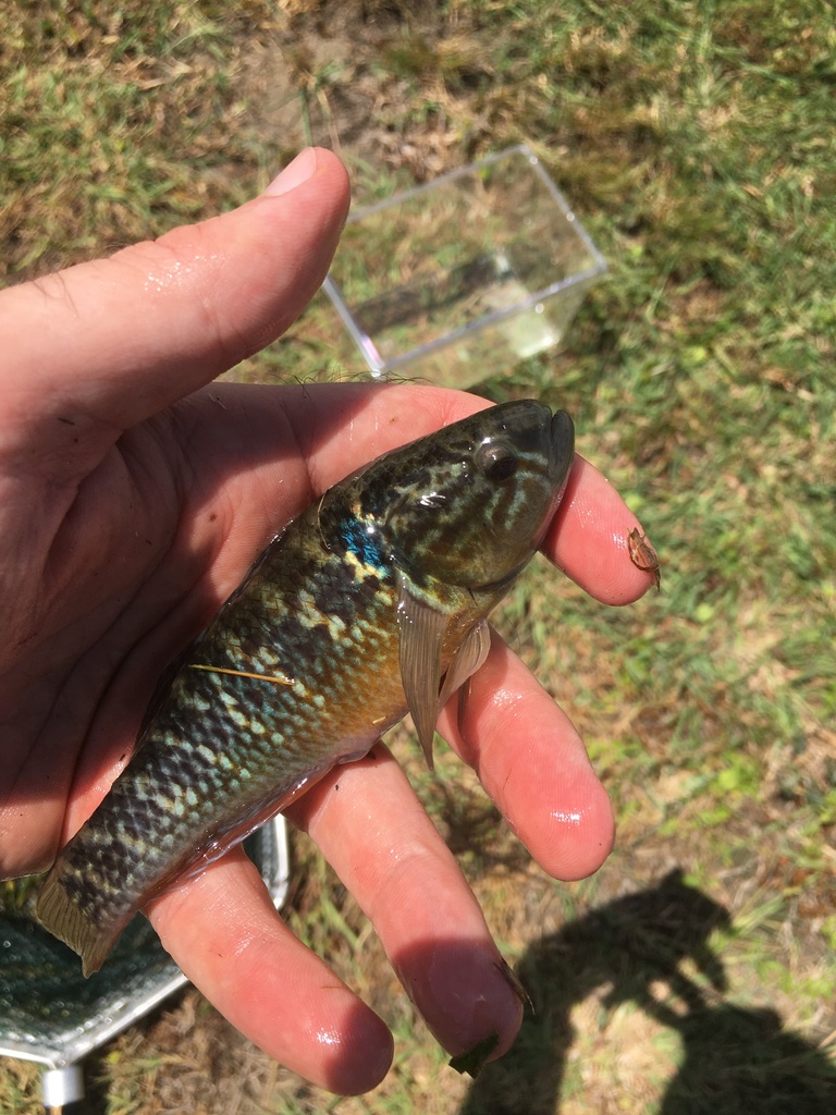 Fat Sleeper (Dormitator maculatus) - Marine Life Identification