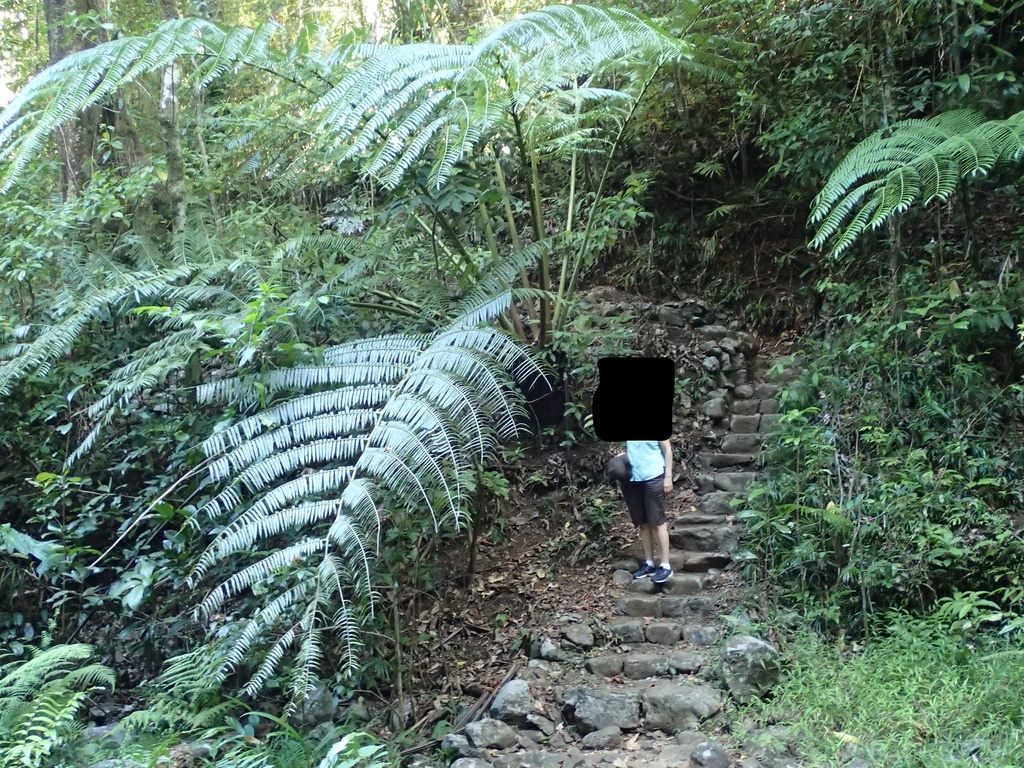 king fern from Kuranda QLD 4881, Australia on September 09, 2015 at 03: ...