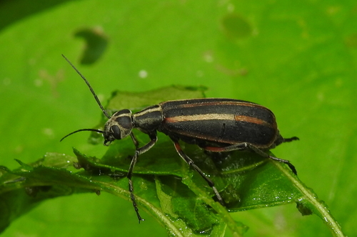 Epicauta vitticollis · iNaturalist