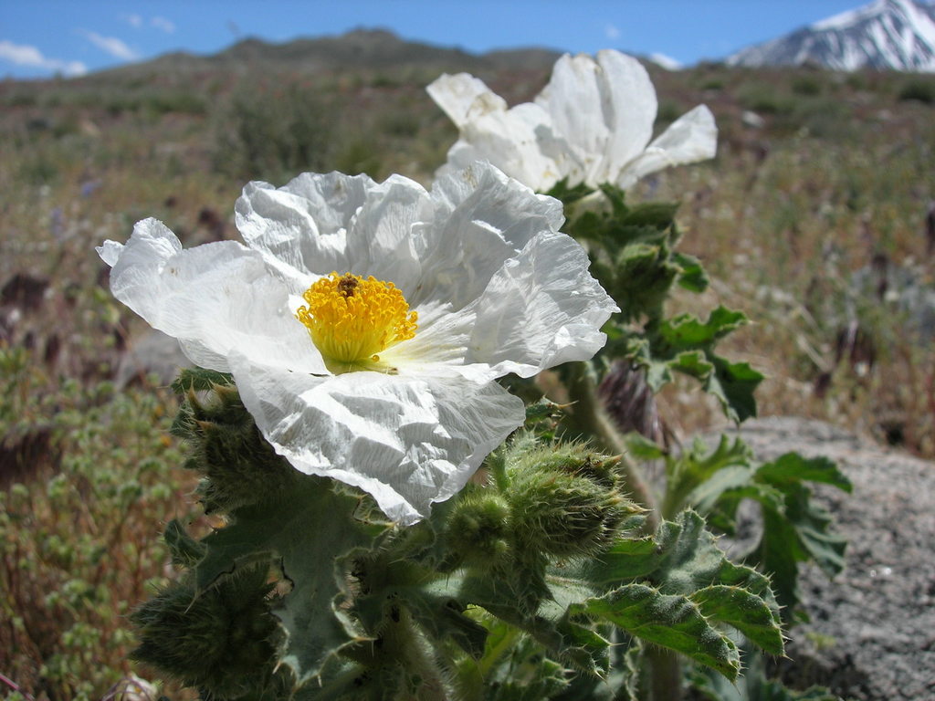 Mojave Prickly Poppy (Poppies of California) · iNaturalist
