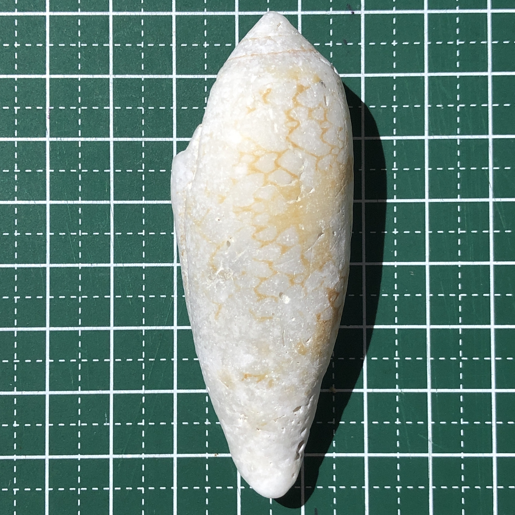 Conus aulicus Linnaeus, 1758