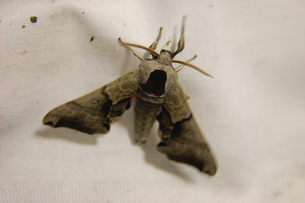 Twin-spotted Sphinx from Saugeen Shores, ON, Canada on July 2, 2007 at ...