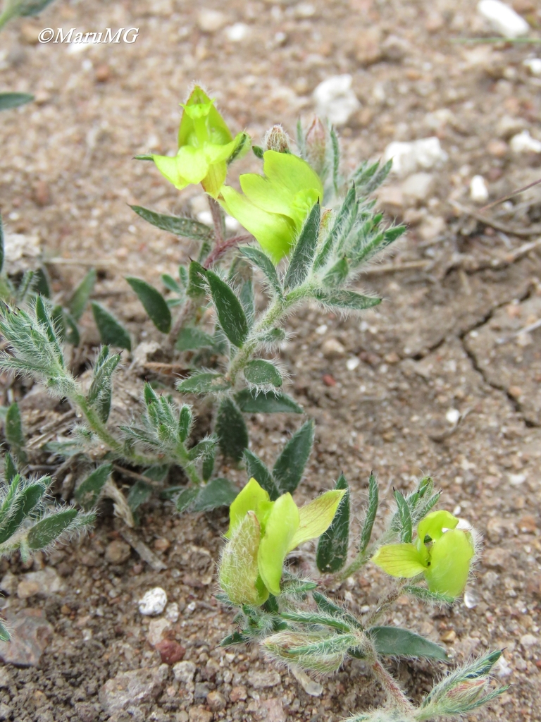 Rhatanies (Krameria) - Botanical Realm