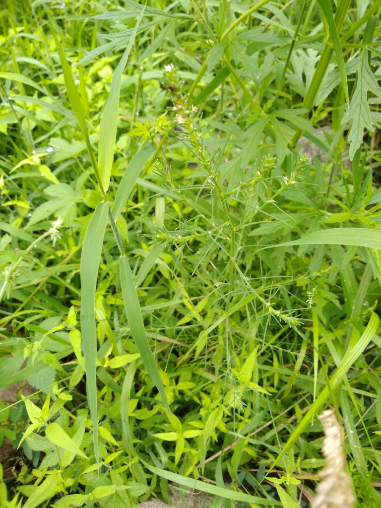 Slender Russian-Thistle (Plants of John Martin Reservoir State Park ...