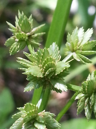 Green Flatsedge (Nash Prairie Plants List) · iNaturalist