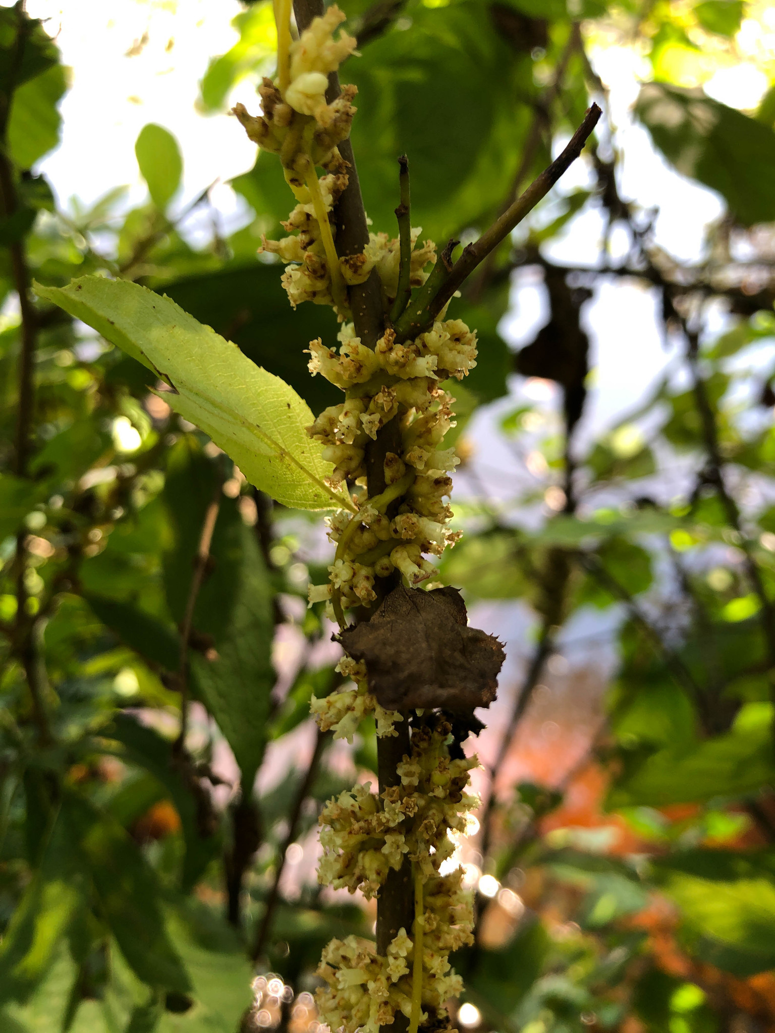 Cuscuta compacta Juss. ex Choisy