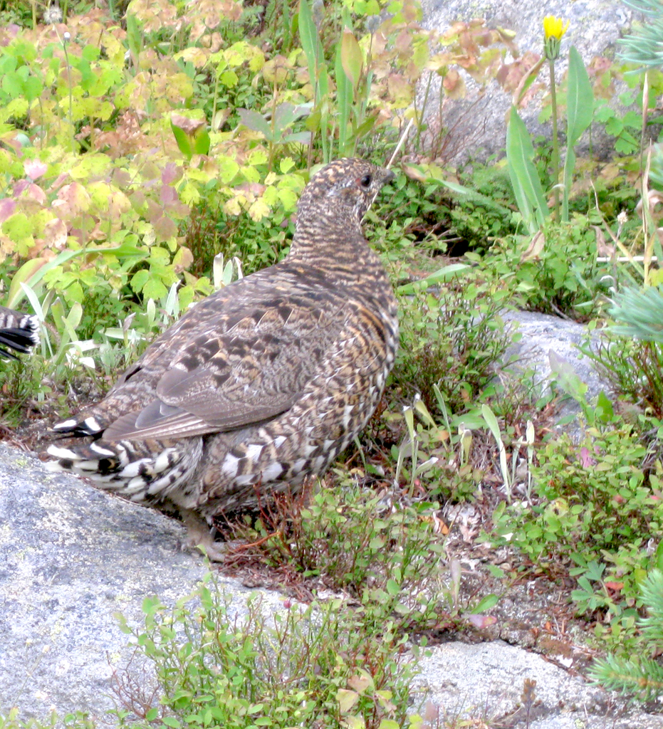 Spruce Grouse from Okanogan County, WA, USA on September 05, 2008 by ...