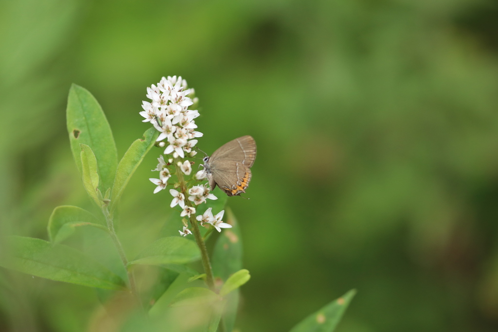 Satyrium prunoides from 中国甘肃省陇南市康县 on July 6, 2019 at 04:44 PM by ...