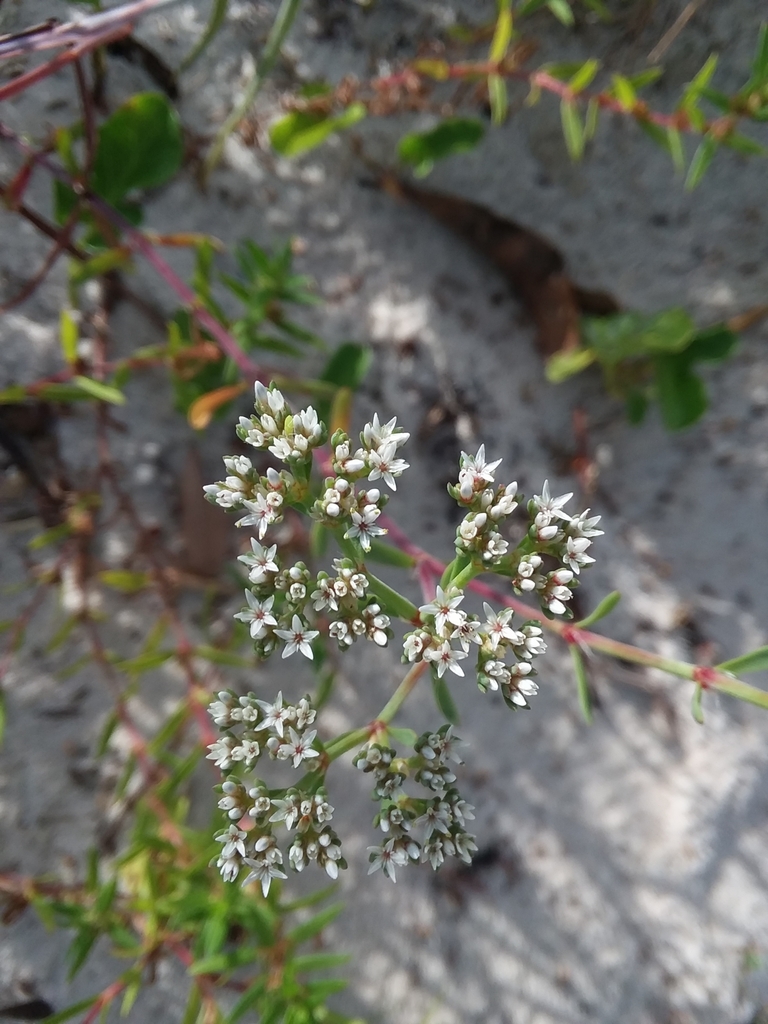 (Paronychia erecta corymbosa) - Botanical Realm