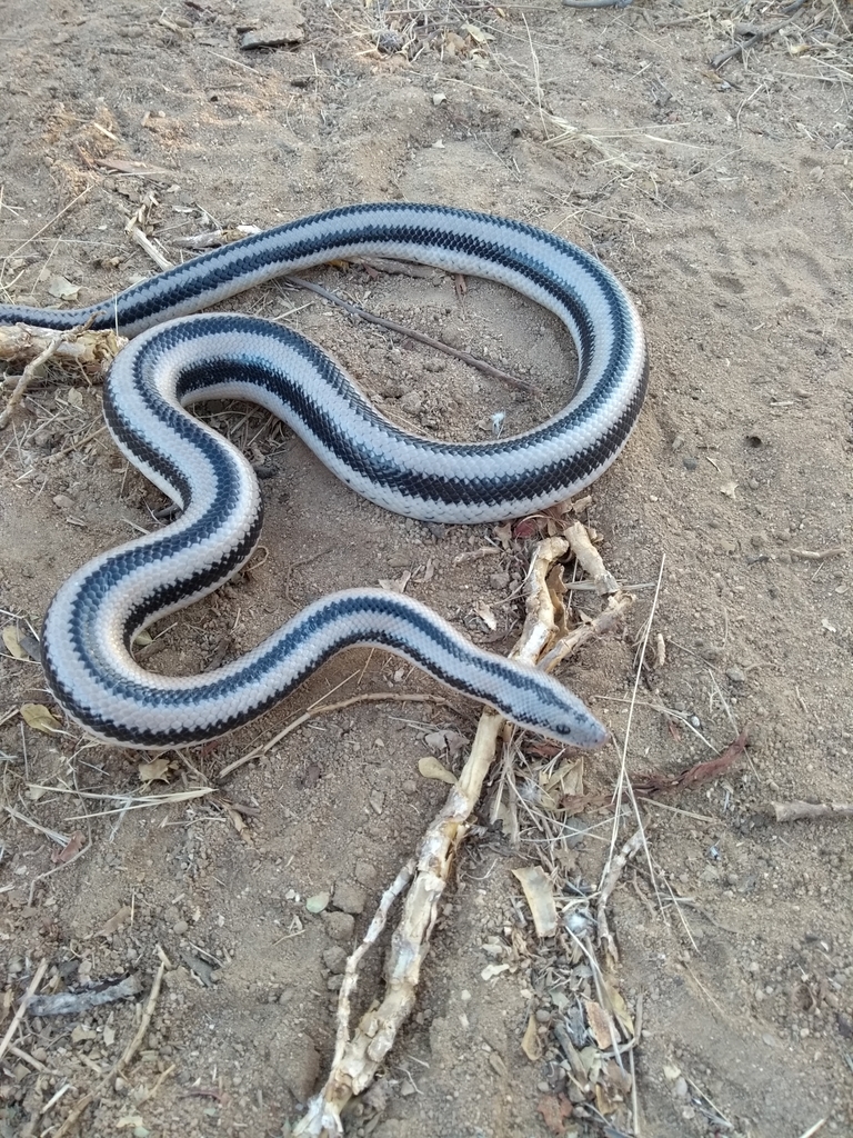 Desert Rosy Boa from Los Cabos, B.C.S., México on May 7, 2020 at 07:09 ...