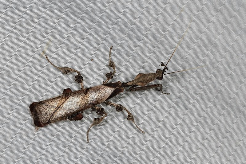 Common Ghost Mantis from Tzaneen, South Africa on November 24, 2014 by ...