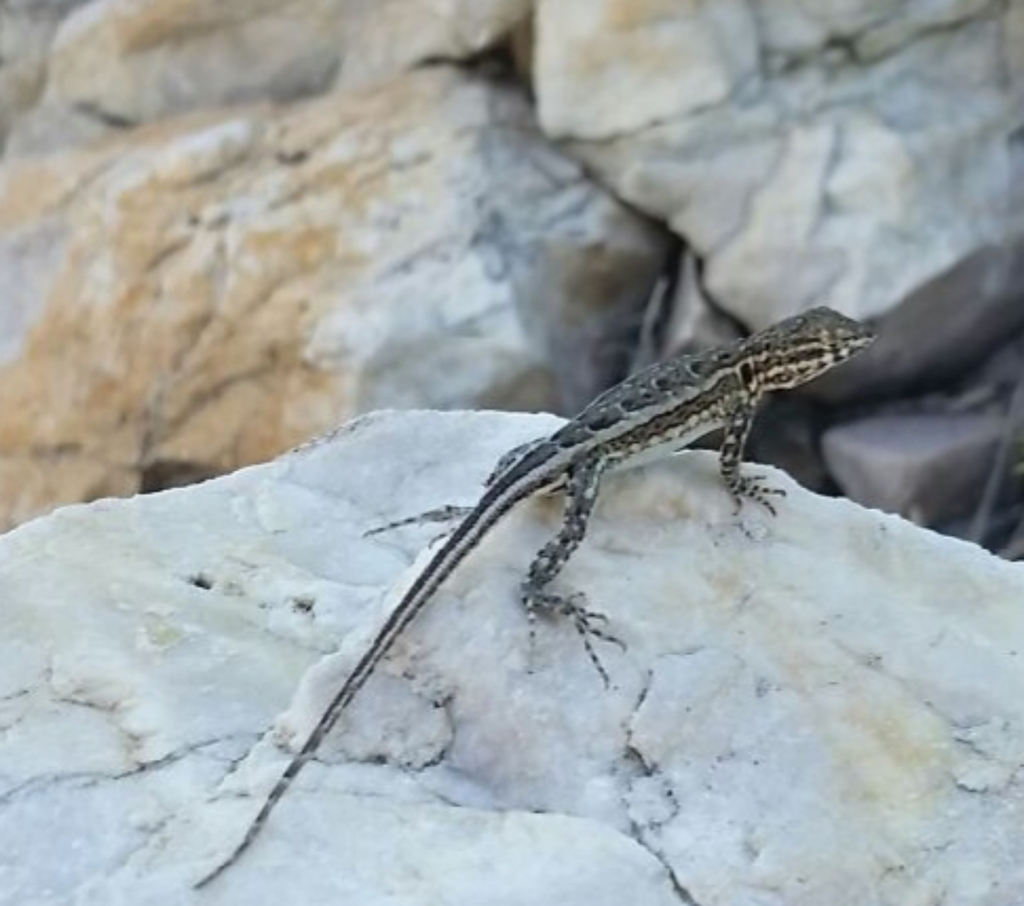 Eastern Side-blotched Lizard from Austin on August 7, 2015 at 06:17 PM ...