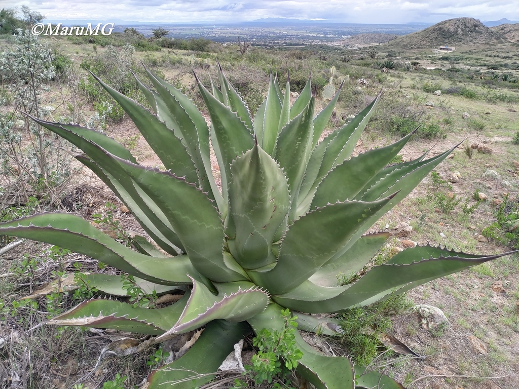 Pulque agave from Cerro del Águila, San Luis de la Paz, Gto., México on ...