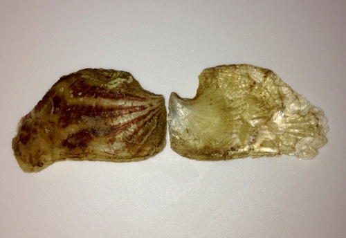 Ostra árbol (Isognomon radiatus)