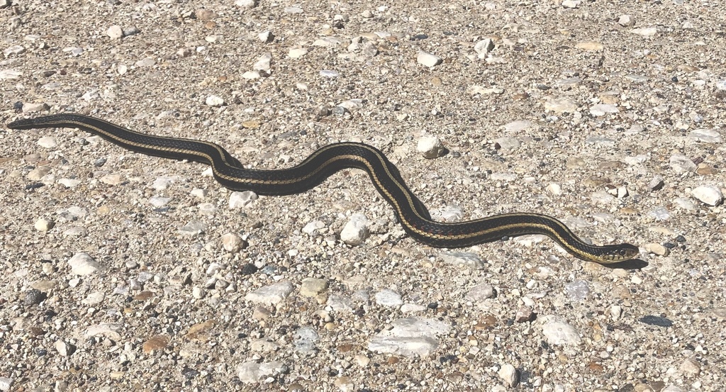 Red-sided Garter Snake from Norris Lake Provincial Park, MB, CA on ...