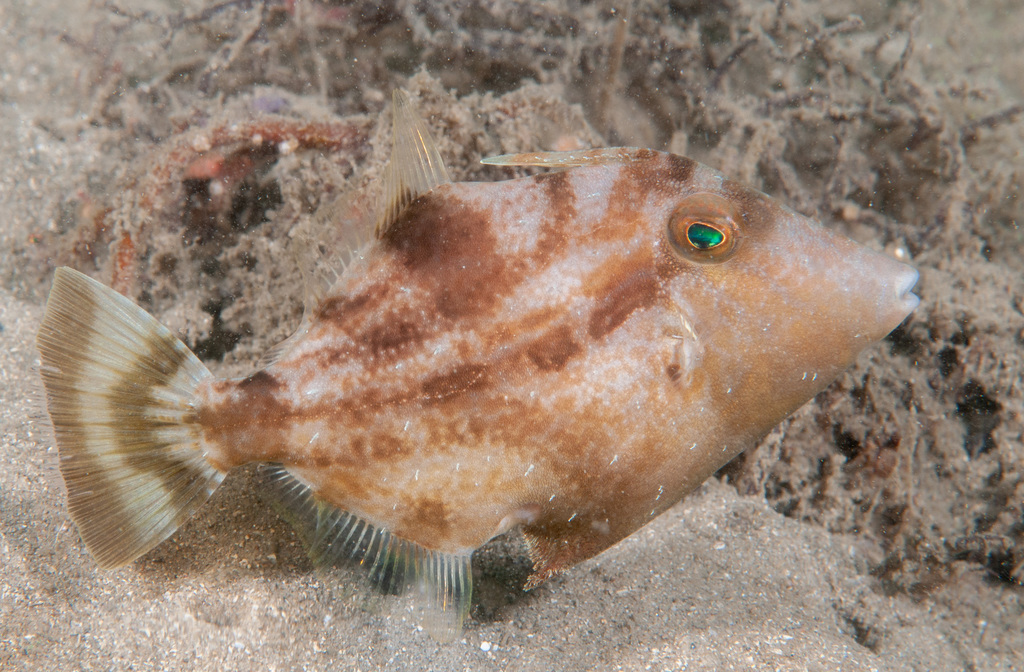 Dusky Leatherjacket (Fishes of Chowder Bay, Sydney, Australia ...