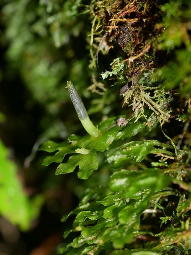 Symphyogyna hymenophyllum · iNaturalist