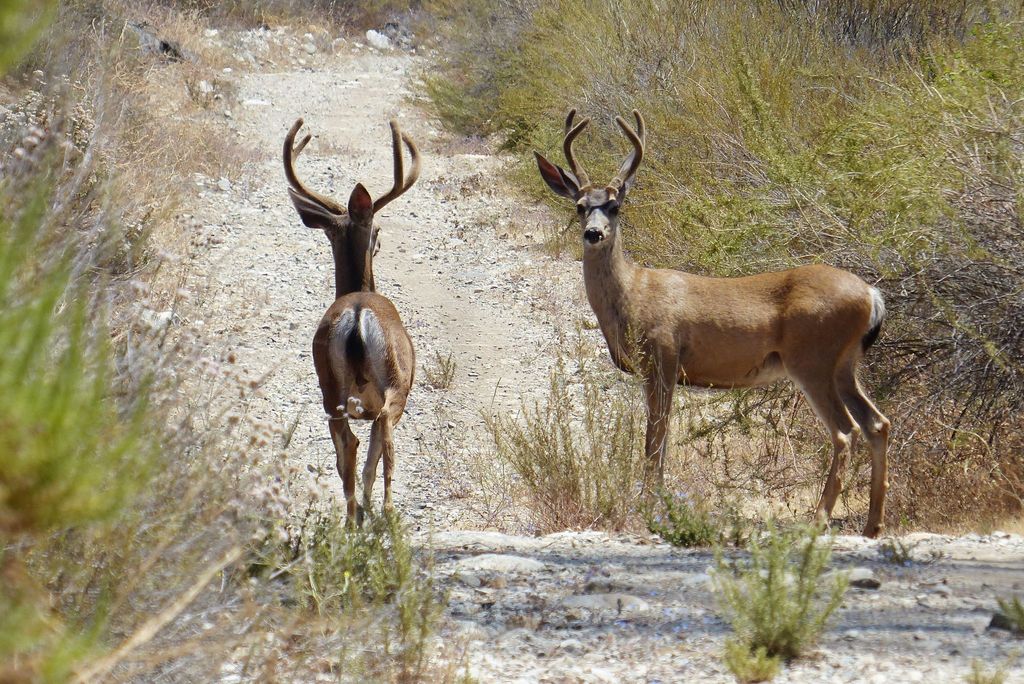 California Mule Deer (Odocoileus hemionus californicus) - Know Your Mammals