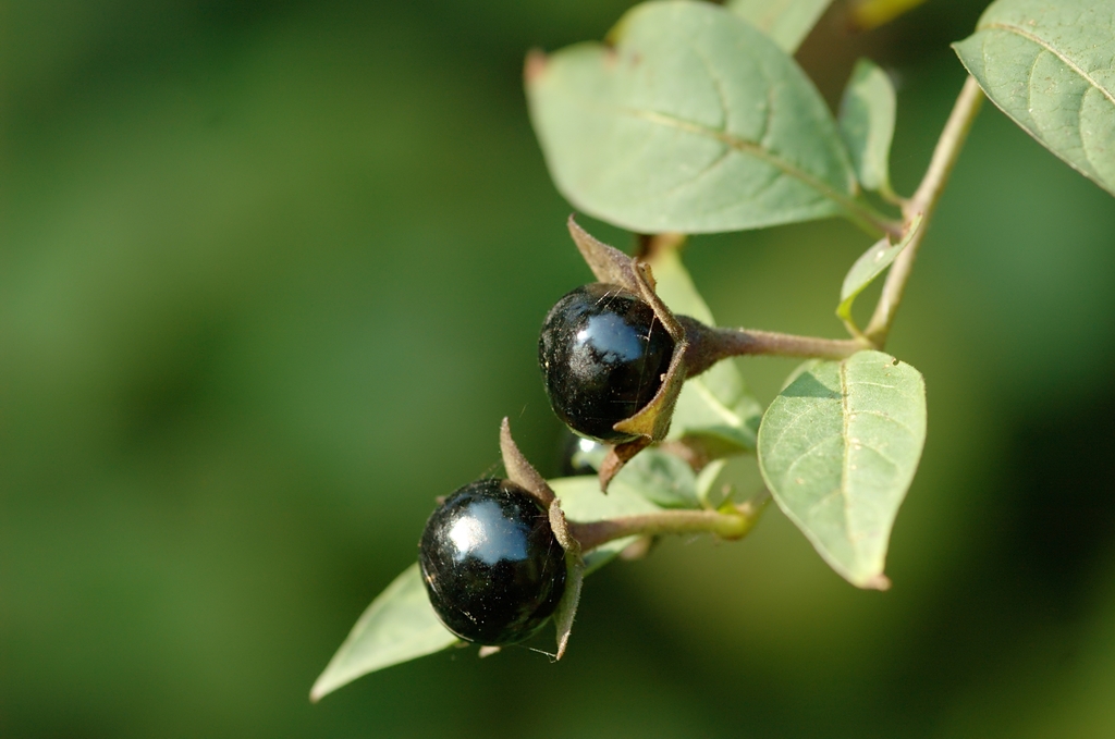 belladonnas (Atropa) - Botanical Realm