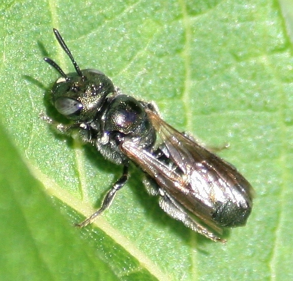 Zadontomerus from Tweed, ON, Canada on September 04, 2020 at 03:56 PM ...