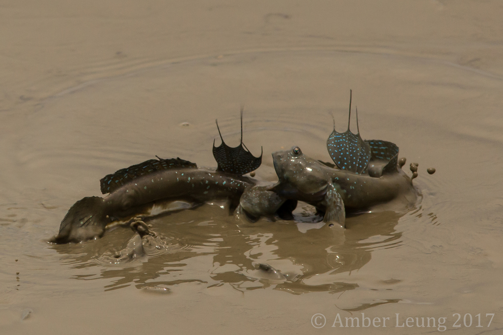 Great Blue-spotted Mudskipper (Boleophthalmus pectinirostris) - Marine ...
