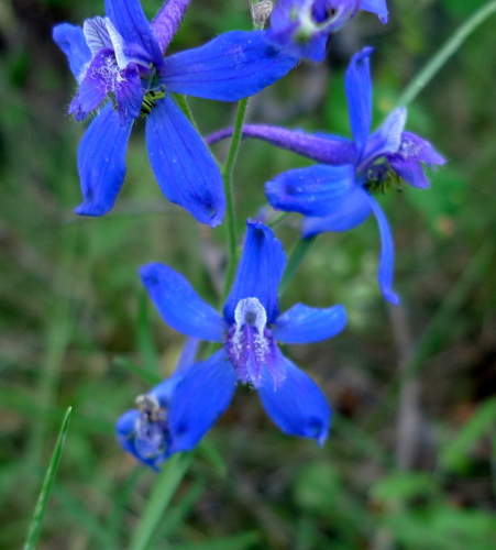 Nuttall's Larkspur (Delphinium nelsonii) · iNaturalist