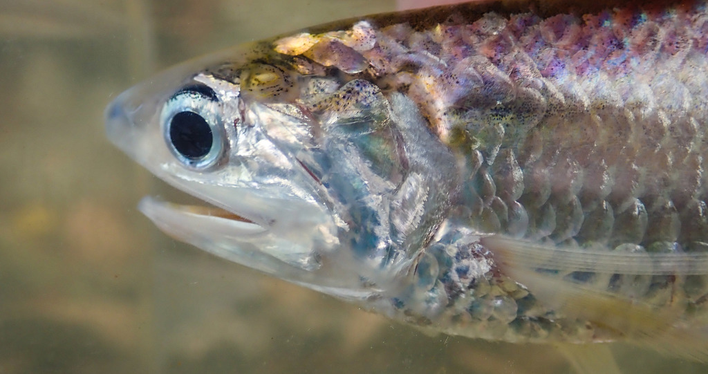 Gray's Grenadier Anchovy (Coilia grayii) - Marine Life Identification