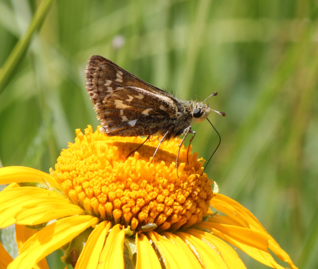 Draco Skipper (Denver-Boulder Metro Area: Butterflies and Moths ...