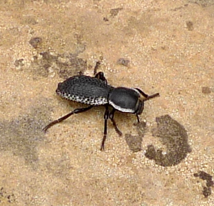 Zopherus elegans · iNaturalist