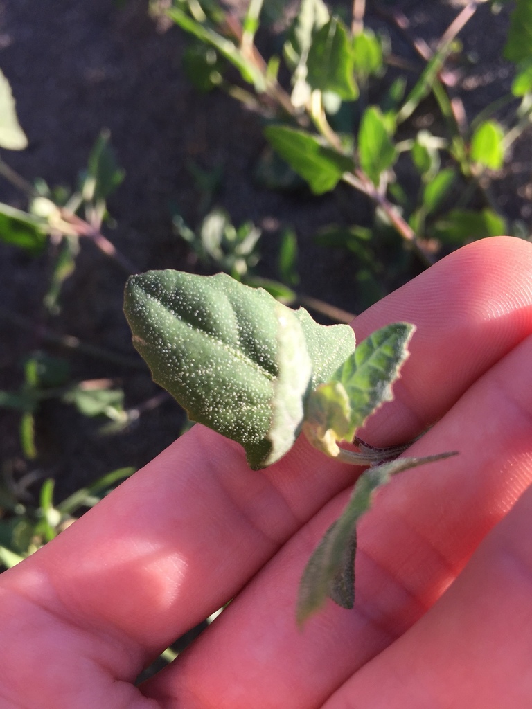 saltbush subfamily from Iona Beach Park, Richmond, BC, CA on July 27 ...