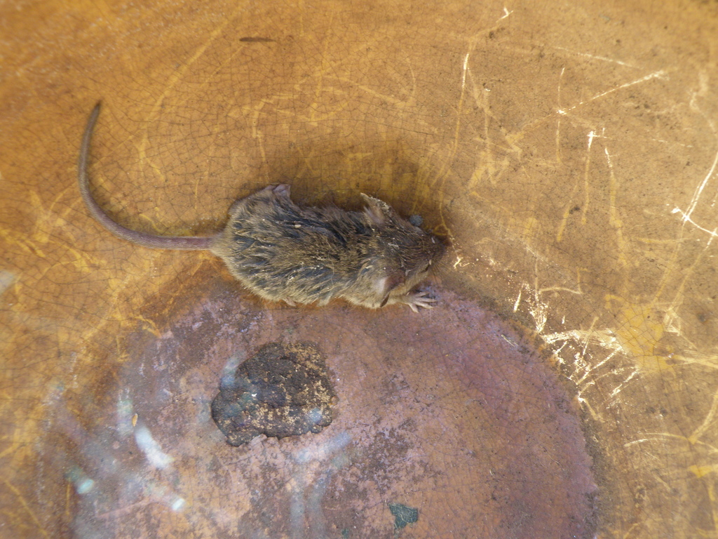 European Wood Mouse from Lug Poznanovečki, Croatia on September 5, 2020 ...
