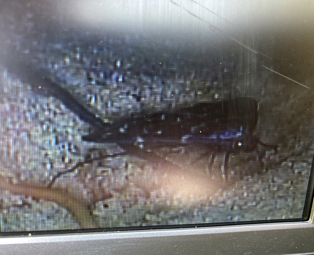 Idia gopheri from Highlands County, FL, USA on August 15, 2020 at 09:58 ...