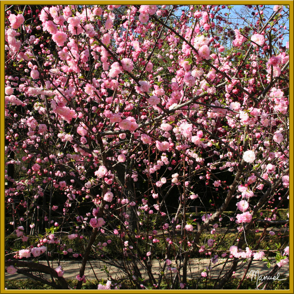 flowering plum (Prunus triloba) - Botanical Realm