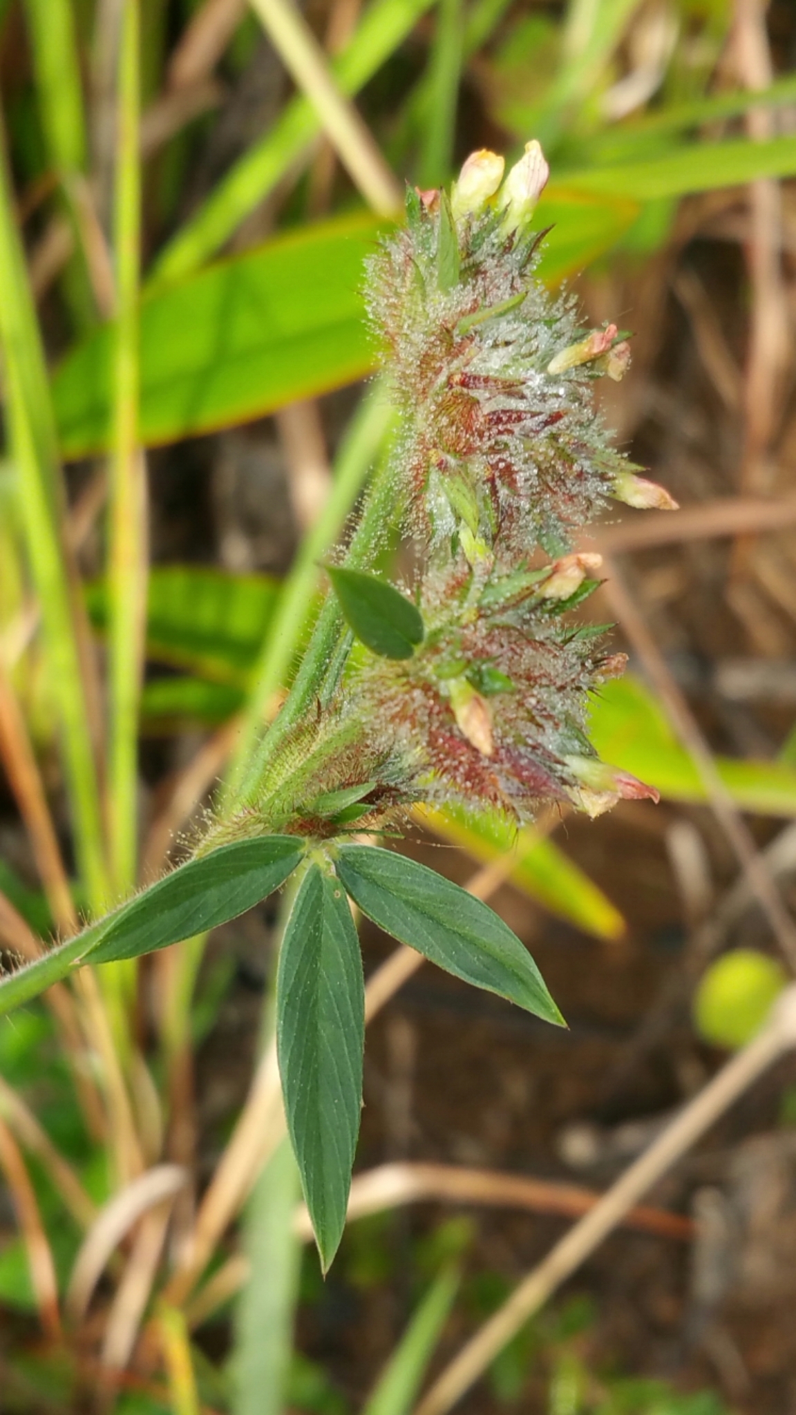 Stylosanthes guianensis (Aubl.) Sw.