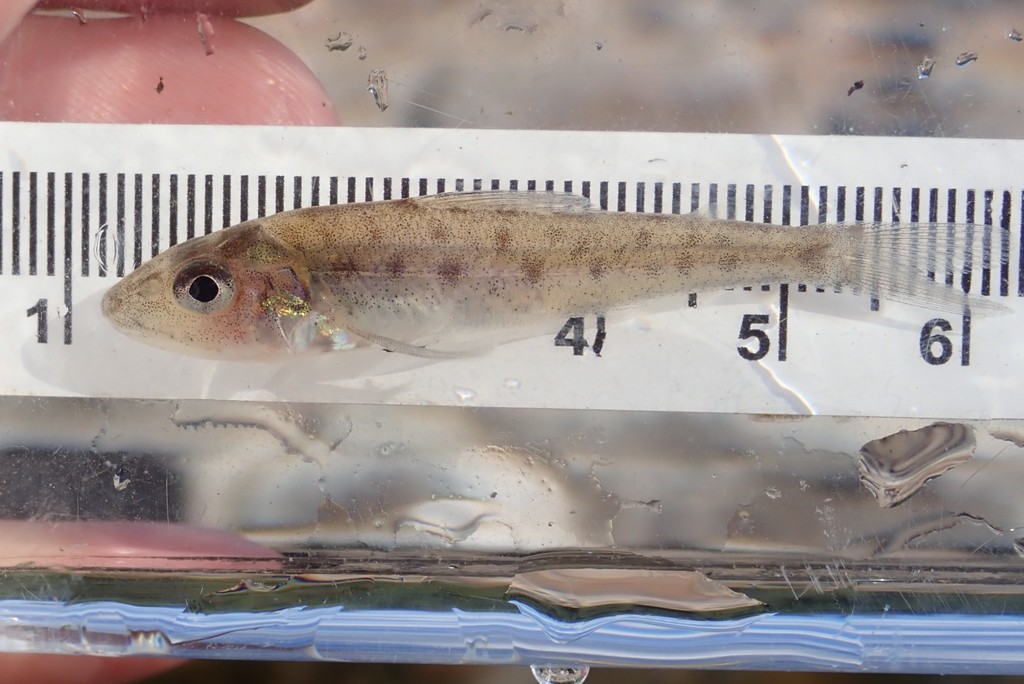 Trout-perch (SD Fish Passage Guide ) · iNaturalist