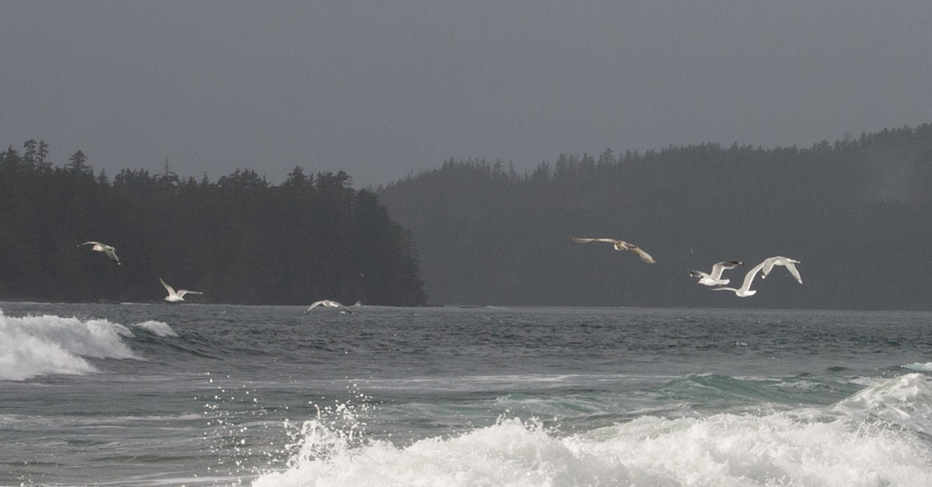 Short-billed Gull from Sitka, AK, USA on March 7, 2004 at 01:43 PM by M ...
