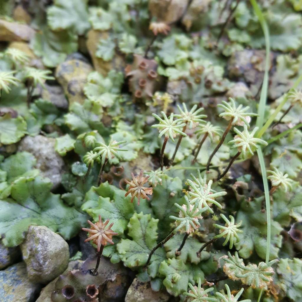 Common Liverwort (Marchantia polymorpha) - Botanical Realm