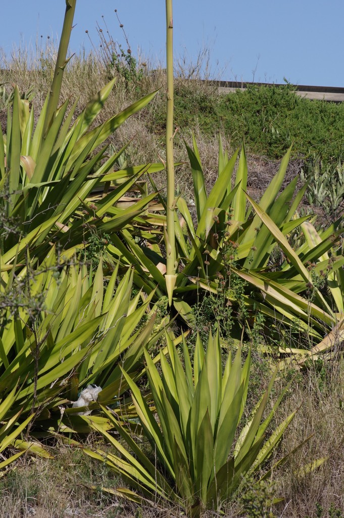Mauritius hemp (Furcraea foetida) - Botanical Realm