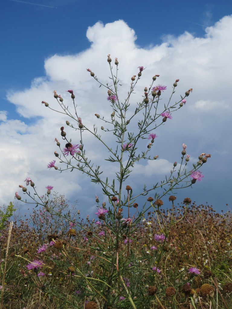 Spotted Knapweed (Black Hills Invasive Plant Guide) · iNaturalist